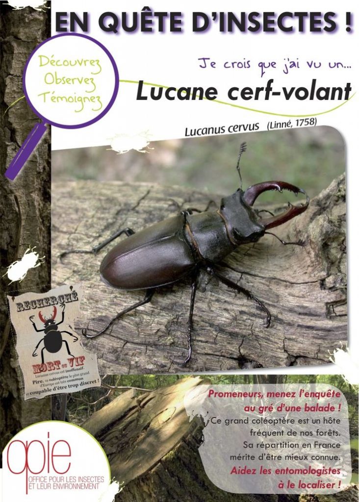 Je crois que j’ai vu…un lucane cerf-volant ! - ENVIRONAT